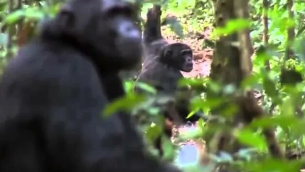 Gombe Chimpanzee War (Four Year War) - Смотреть онлайн в поиске Яндекса ...