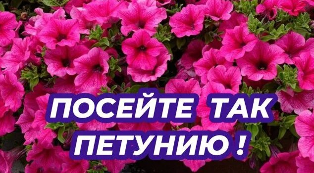 Петунию СЕЮ Только ТАК! Посев и выращивание петунии из семян. Как ...