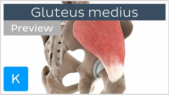 Functions of the gluteus medius muscle (preview) - 3D Human Anatomy ...