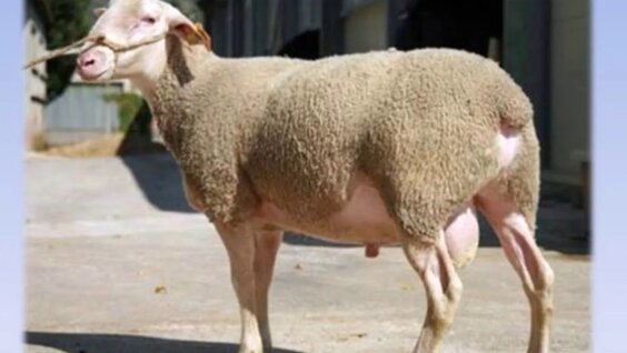 koyun resimleri: 1 bin video Yandex'te bulundu