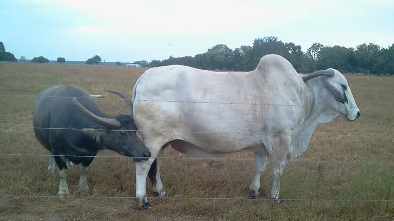Buffalo and Bull Friendship, Cattle Animal Encounters- Toro y Búfalo ...