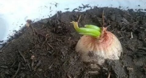 turp çizimi: 696 video Yandex'te bulundu