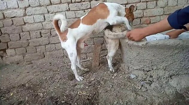 Dogs Mating _ Animals Mating _ Birds Mating _ Bitch Matings - Смотреть ...