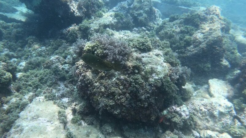 A pair of alien rabbitfish (dusky spinefoot) at Xlendi, Gozo, Malta ...