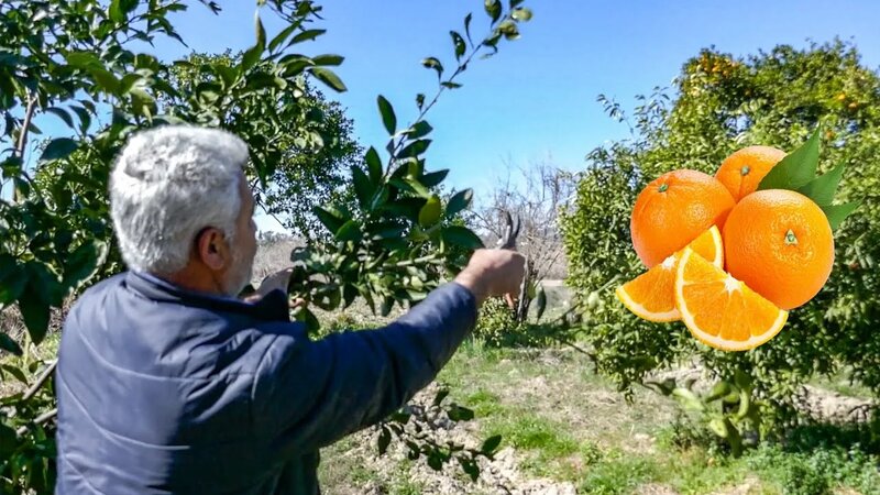 How to prune a tree, pruning a tangerine tree - Yandex Video aramada ...