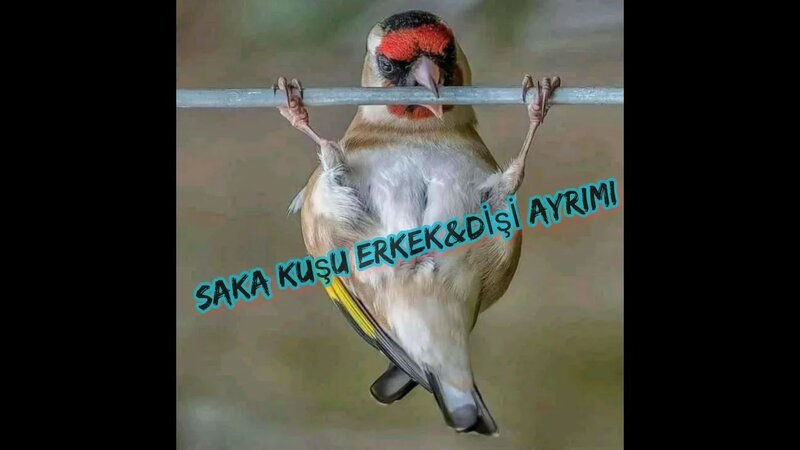 Saka ve saka melezi için erkek dişi ayrımı kesin çözüm - Yandex Video ...