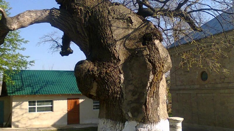 Stejarul Din Satul Cobilea Raionul Soldanesti Original - Смотреть ...