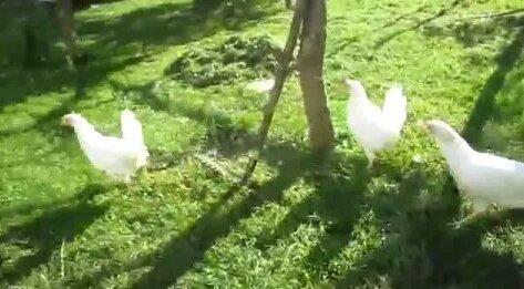 ligorin tavuk: 834 video Yandex'te bulundu