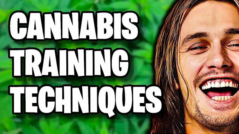 Topping, Fiming, Supercropping, LST, SOG, Scrog | Cannabis Training ...