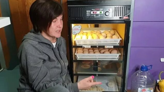 Описание инкубатора Rcom MARU 190 Delux - Смотреть онлайн в поиске ...