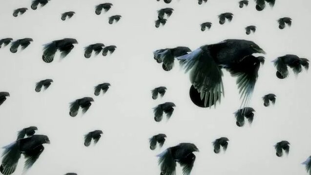 Fat Freddy's Drop Blackbird (Official Video) - Смотреть онлайн в поиске ...