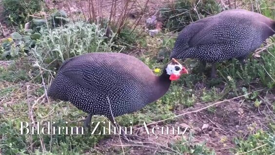 tokat tavuğu: 909 video Yandex'te bulundu