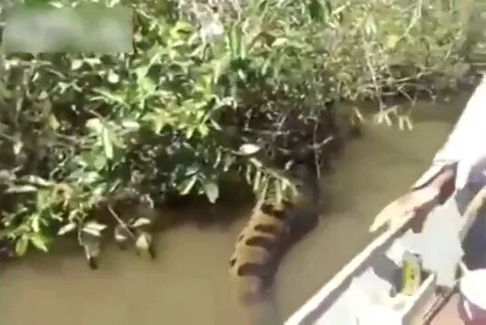 Watch- Brazilian Men Find Giant Snake In River - Огромная желтая ...