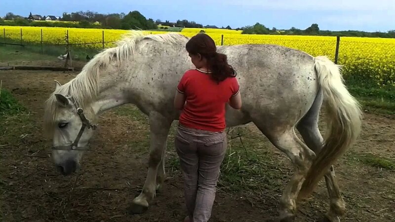Luna likes belly rub - Yandex Video aramada çevrimiçi izle