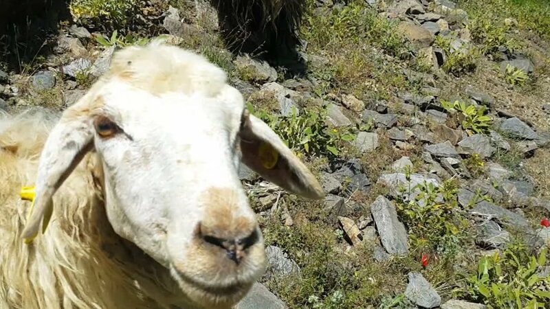 Koyun Sürüsü , (Mırın Hebya Kalbûn) - Yandex Video aramada çevrimiçi izle