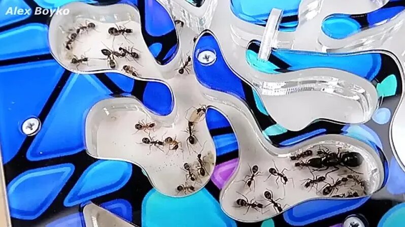 Новый Формикарий для Садовых Муравьев! Муравей без лапок! Не злые ...