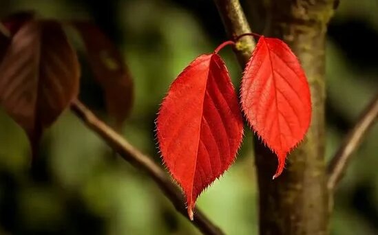 Kompyuter uchun 4K fonlar to'plami // chiroyli rasmlar - Смотреть ...