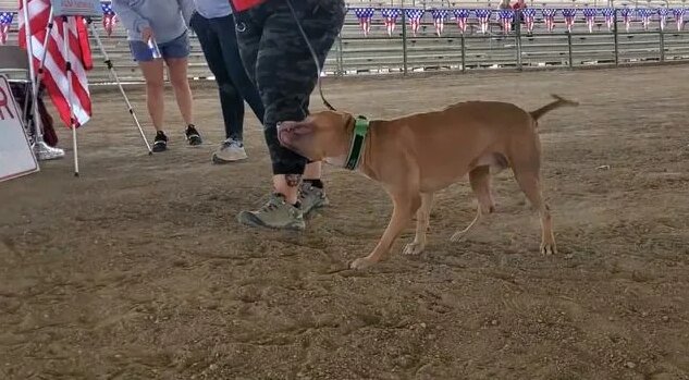 Best Champion APBT's: American Pit Bull Terrier Nationals, Complete ...