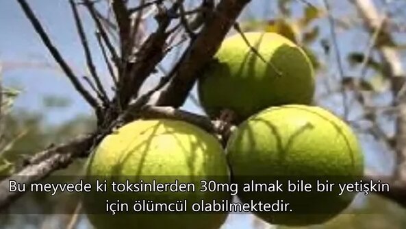 Dünyanın En Zehirli 10 Bitkisi