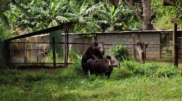 Tapirs mating at the Zoo. Zoologico Nacional de Nicaragua
