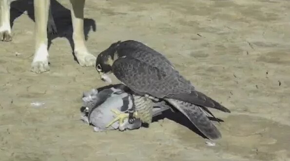 Güvercini`me Atmaca Saldirdi !!! - Yandex Video aramada çevrimiçi izle