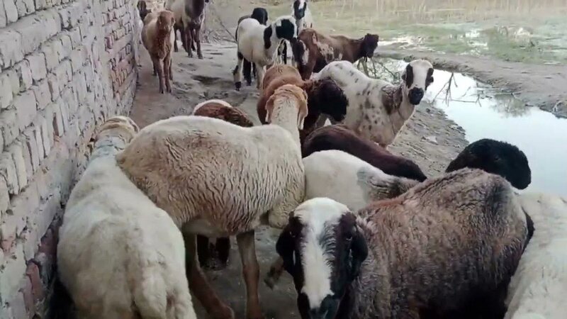 Sheep Eating Gross || Sheep Mating || Sheep Animal Meeting 2022 ...
