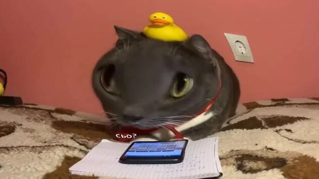 kotiynet RYTP без мата - Смотреть онлайн в поиске Яндекса по Видео