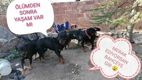 rotvaydır resimleri yavru: 861 video Yandex'te bulundu