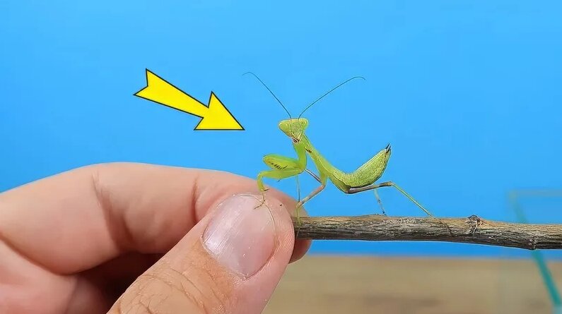 МЕНЯ Укусил ЗА Палец Богомол! Я Очень Испугался! — Видео от Alex Boyko ...