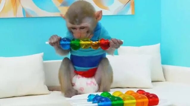 Monkey Baby Bon Bon eat sausage jelly and naughty with ducklings in the ...