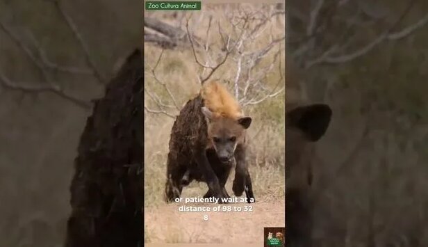 Lions vs Hyenas - Who Rules the Food Chain? #wildlife #animals #lion ...