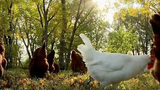 Видео Baby Einstein - Animals Around Me (2010 Discovery Kit) | OK.RU ...