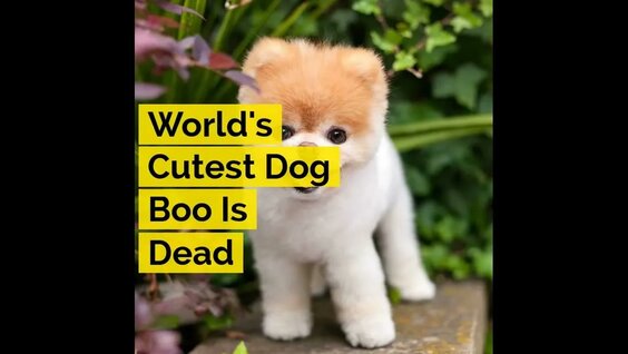 dünyanın en tatlı köpeği boo nun cinsi: 878 video Yandex'te bulundu