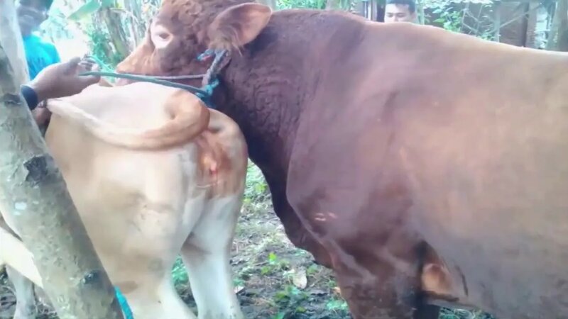Cow breeding and natural mating - Смотреть онлайн в поиске Яндекса по Видео