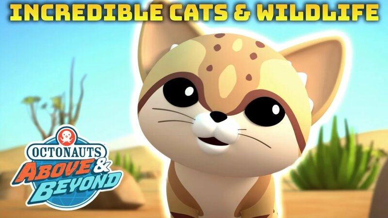 Octonauts: Above & Beyond - Incredible Cats & Wildlife | Compilation ...