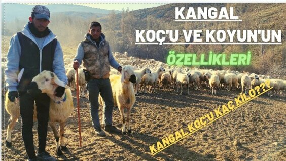 kangal koç resimleri: 905 video Yandex'te bulundu