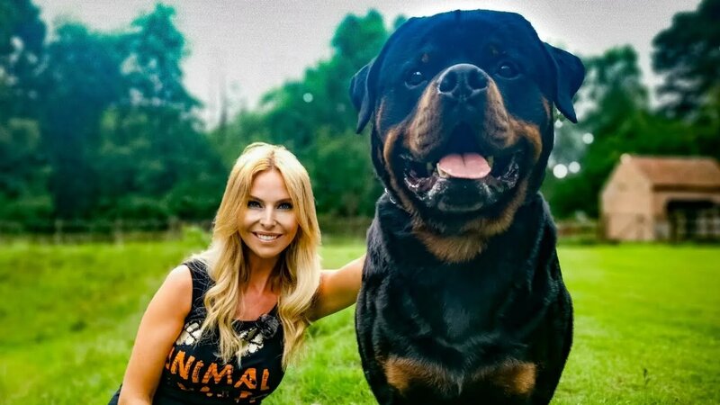 The rottweiler - ferocious guard dog or family pet?