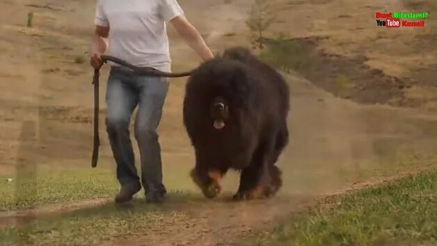 MANA Haqiqiy Gigant İT Topildi? Dunyodagi ENG Katta VA Kuchli İtlar TOP ...