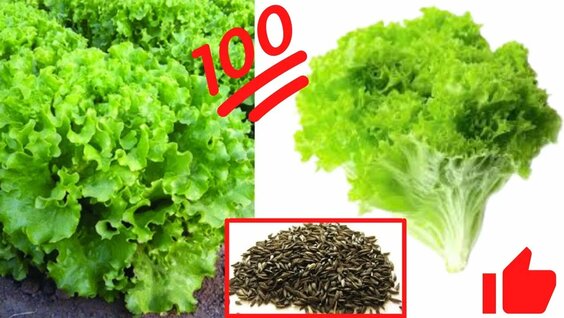 marul çizimi: 613 video Yandex'te bulundu