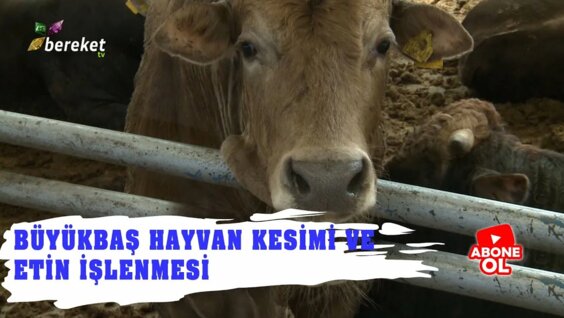 dev hayvanlar: 895 video Yandex'te bulundu