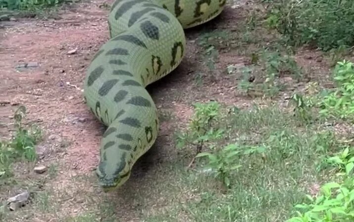 Anaconda Snake Attack P2 #shorts #snake #python #snakes #nagin # ...