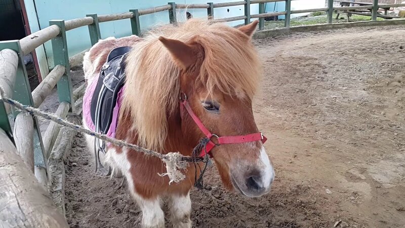Midilli pony atları #atçifliği#pony#midilli#at# - Yandex Video aramada ...