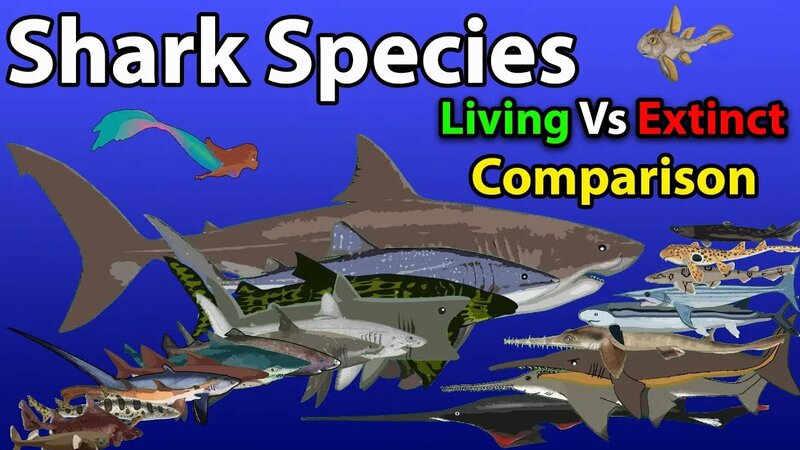 Shark Animate Species in the world Living vs Extinct in 2024 | Shark ...