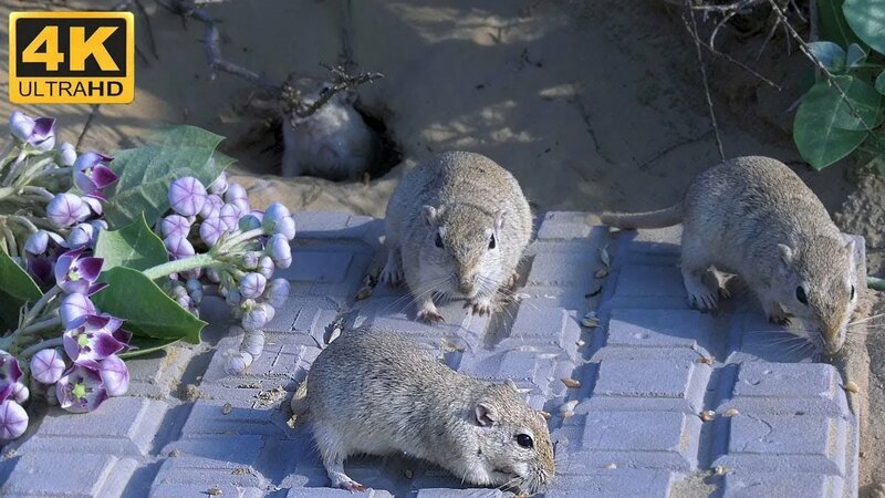 Cat TV for Cats to watch - Mouse play hide and seek - jerry mouse hole ...