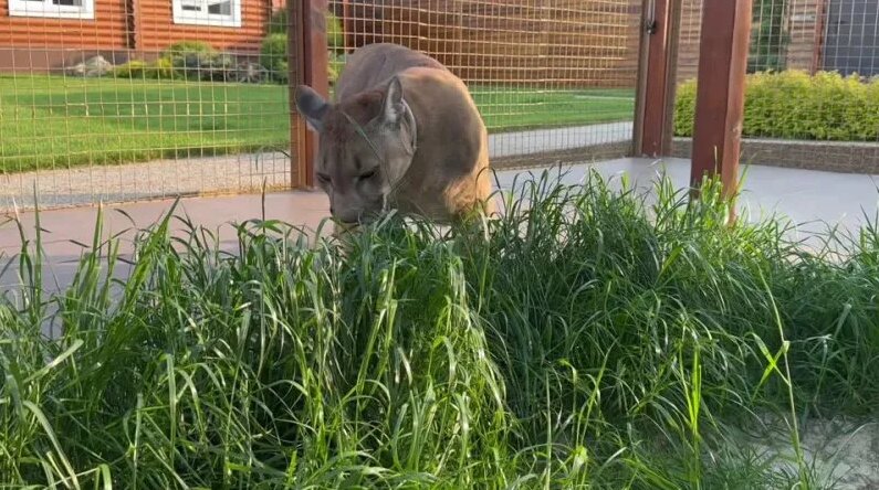 Пума Месси чуть не отравился травой— Видео от i_am_puma - Смотреть ...