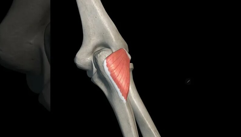 anconeus muscle with origin insertion Nerve supply actions |upper limb ...