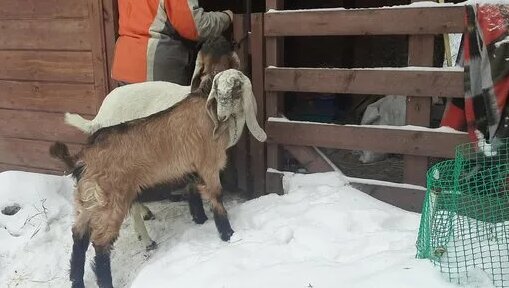 donkey mating season| donkey meet| animal all peets