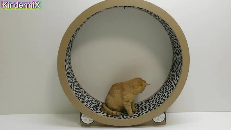 Беговое колесо для кошек своими руками / Cats Running Wheel from ...