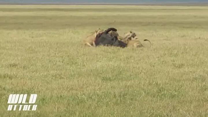 Видео олами хайвонот 2014 | OK.RU - Смотреть онлайн в поиске Яндекса по ...