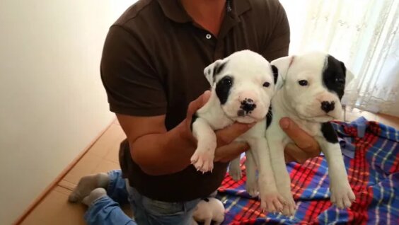 pitbull american staff: 1 bin video Yandex'te bulundu